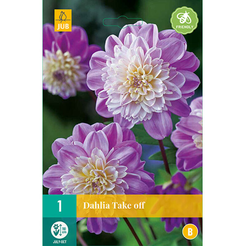 1 bulbe dahlia Take Off Multicolore