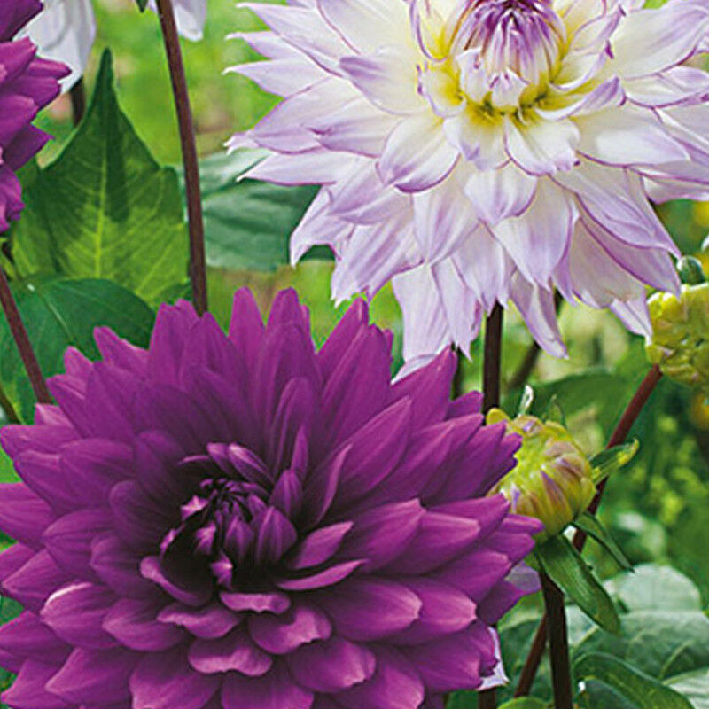 3 DAHLIAS PINK PURPLE TOUCH Violet