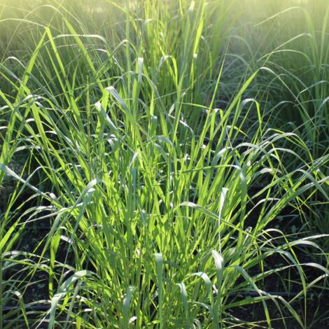 Panic érigé Thundercloud' - Panicum virgatum Thundercloud' pot 3L