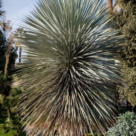 Yucca rostrata Pot 20L