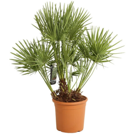 Palmier nain Chamaerops humilis 120/130cm Pot 15L