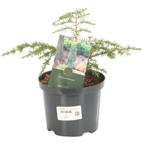 Pruche du Canada Golden Splendor - Tsuga canadensis Golden Splendor Pot ...