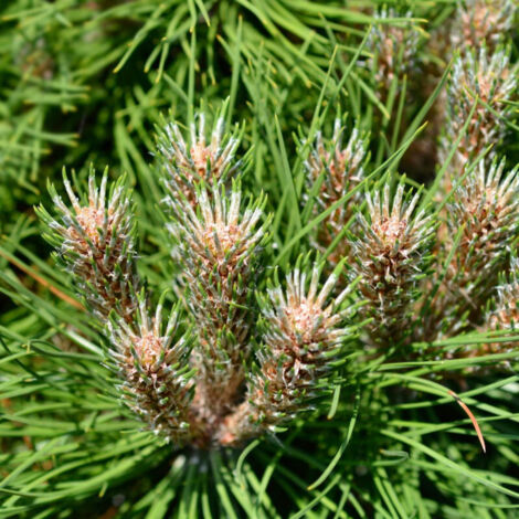 Pin noir nain pour terrasse Pinus nigra Marie Bregeon pot de 6L ...