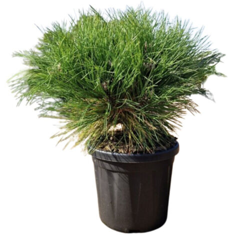 Pin noir nain pour terrasse Pinus nigra Marie Bregeon pot de 6L ...
