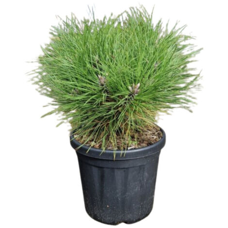 Pin noir nain pour terrasse Pinus nigra Marie Bregeon pot de 6L ...