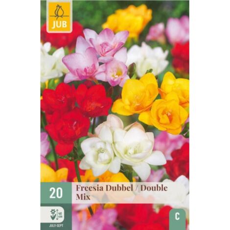 20 Freesias Double Mix Multicolore