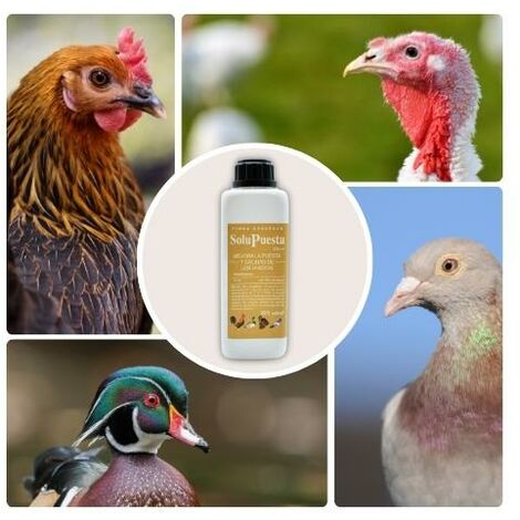 Suplemento Alimenticio Gallinas y Otras Aves de Corral - SoluPuesta 250 ml - Estimula la Puesta ...