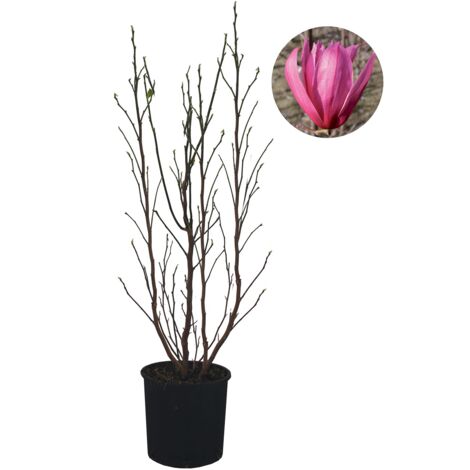 Magnolia Susan - Magnolia da Fiore - Pianta Vera da Esterno Fiorita ...