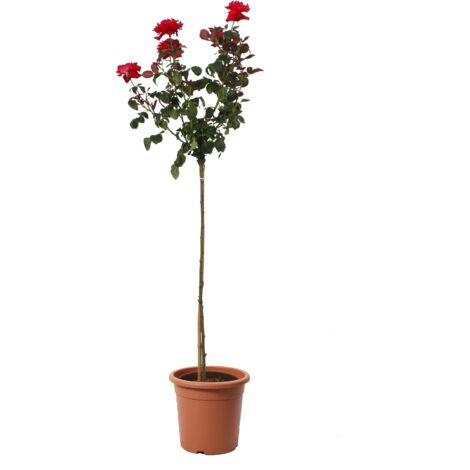 Rose Rosso Scuro Alberello - Piante Vere Fiorite da Esterno - Rose Vere ...