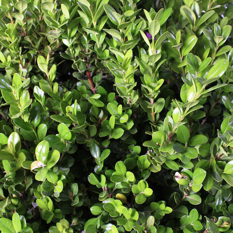 Bosso a Sfera - Buxus Microphylla Faulkner - H 30-40 cm Diametro ...