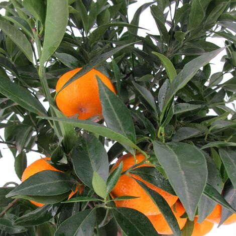 Citrus Reticulata - Pianta di Mandarino - Alberi da Frutto da Esterno ...