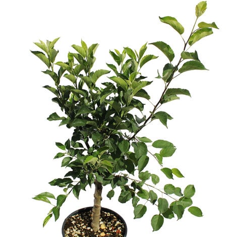 Pianta Melo Nano - Malus Domestica - Piante da Frutto - Vaso Ø 24 cm