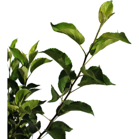 Pianta Melo Nano - Malus Domestica - Piante da Frutto - Vaso Ø 24 cm