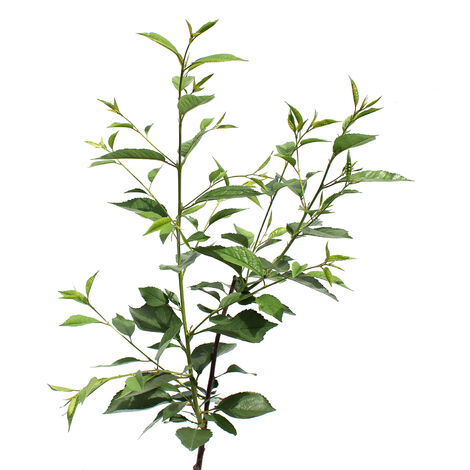 Pianta di Amarena - Albero da Frutto in Vaso Amareno Ciliegia - Vaso Ø ...