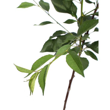 Pianta di Amarena - Albero da Frutto in Vaso Amareno Ciliegia - Vaso Ø ...