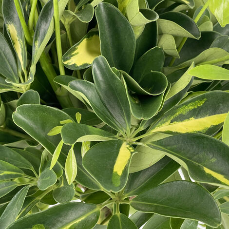 Schefflera Arboricola 'Gold Capella' con Eco-Vaso Butter Yellow ...