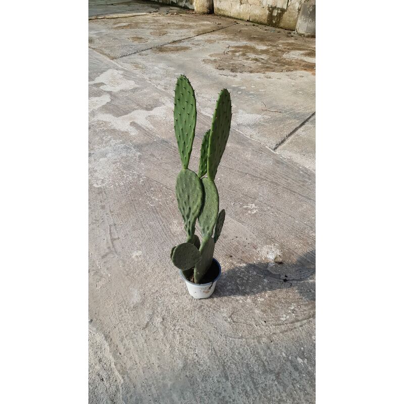 Opuntia Ficus Indica Opuntia Ficus Indica