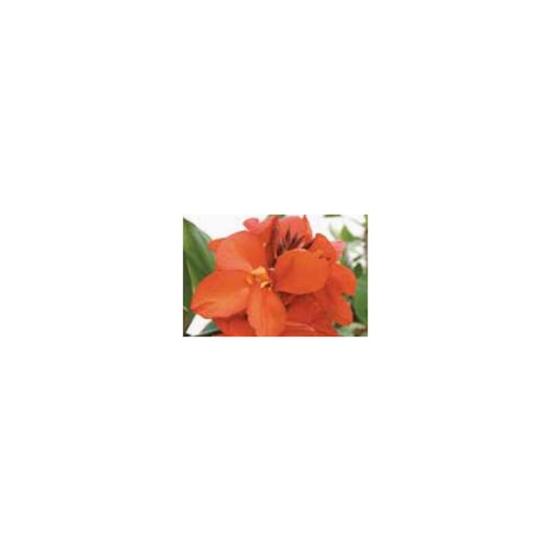 Canna X Generalis Tropical Red