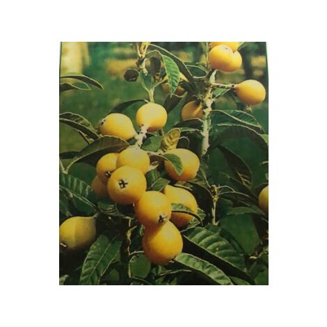 Nespolo del Giappone