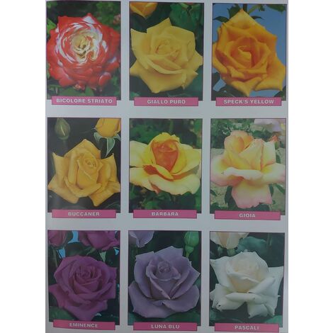 Rosa Mix