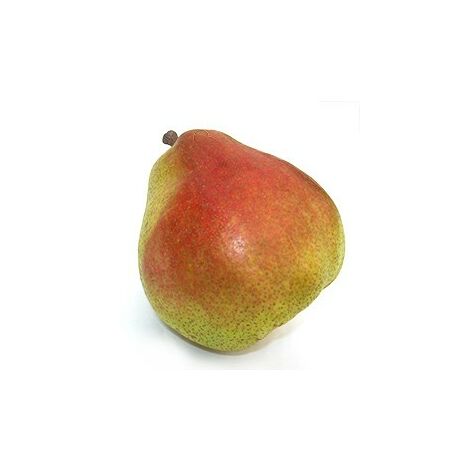 Pera Decana del Comizio (Pianta di 3 anni)