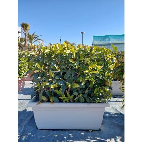 Cassetta siepe pronta con Viburno da 1m