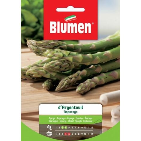 SEMI ASPARAGO ARGENTEUIL BLUMEN BUSTINA