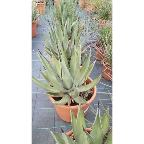 Agave Geminiflora