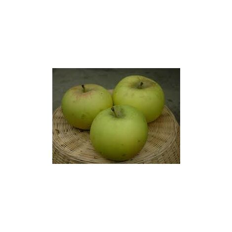 Mela Rosa di Caldaro (Pianta di 3 anni)