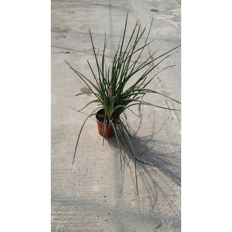 Aloe Cooperi