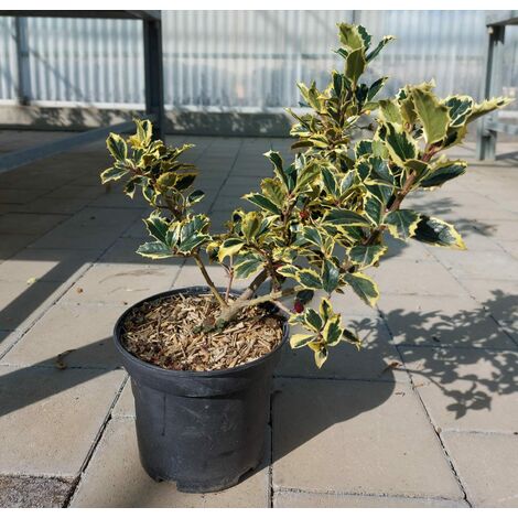 Ilex Variegato