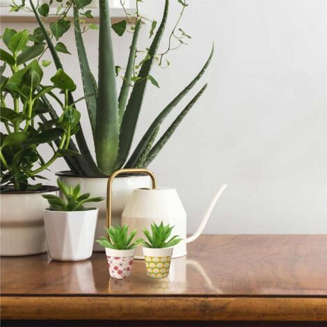 Mini cache pot en bambou pour mini succulentes