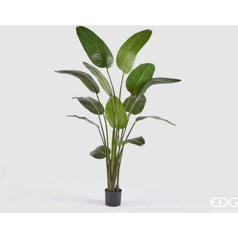 EDG Strelitzia Con Vaso H 185 cm