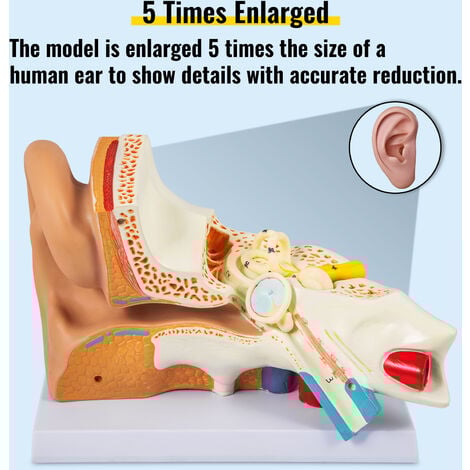 VEVOR Human Ear Anatomy Model, 5 Times Enlarged Human Ear Model, PVC ...