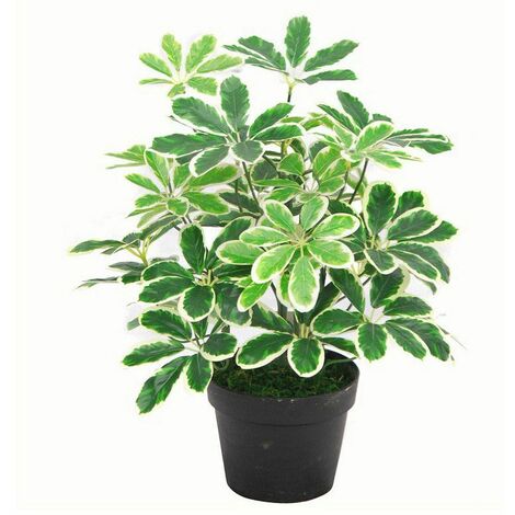 55cm Variegated Artificial Schefflera Arboricola Plant