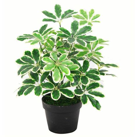 55cm Variegated Artificial Schefflera Arboricola Plant