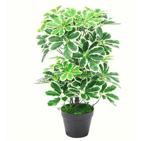 55cm Variegated Artificial Schefflera Arboricola Plant