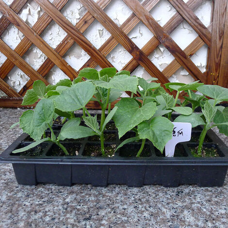 Lot de 5 Mini Plateau Semence Culture Plateau Serre de Semis 24 Trous ...