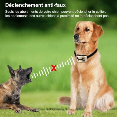 Small dog training collar store
