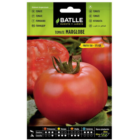 Les graines de tomates sur Marglobe