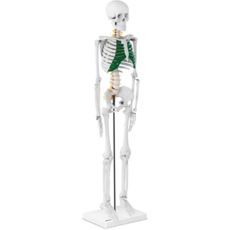 Miniature Movable Human Skeleton Model Anatomical Medical Educational ...