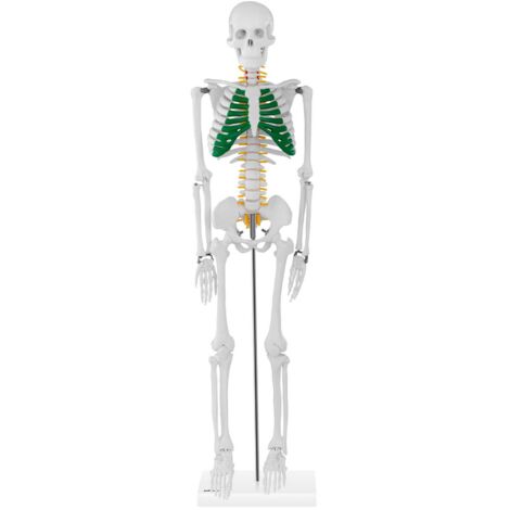 Miniature Movable Human Skeleton Model Anatomical Medical Educational ...
