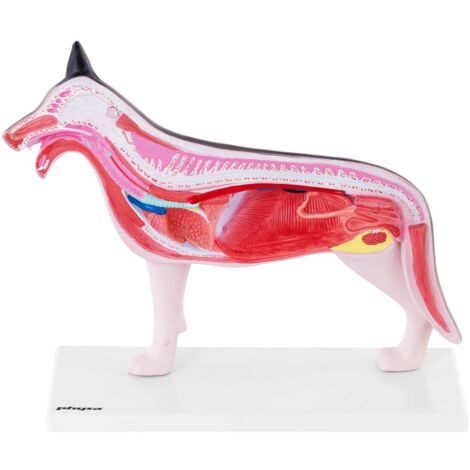 Dog Model Anatomy Model Organs Model Muscles Inner Organs