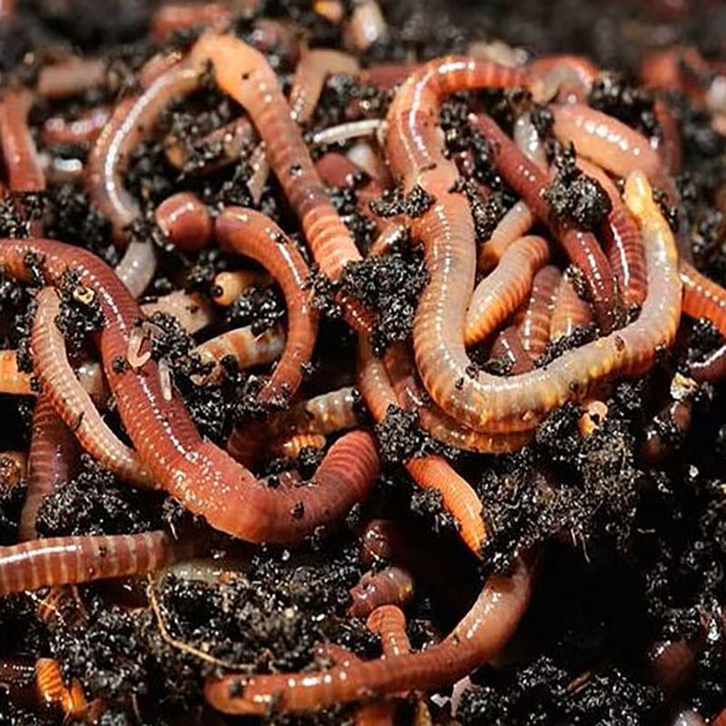 Worm Feed Live Red Wiggler Composting Worms & Worm Chow – 2 Lb Jump ...