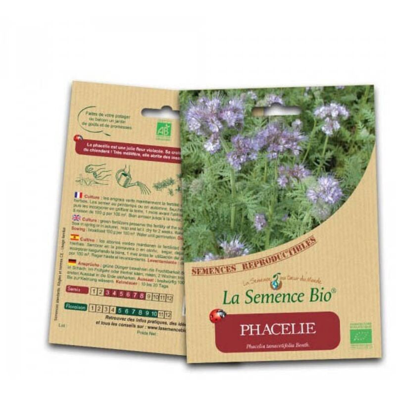 La semence Bio - Phacelie