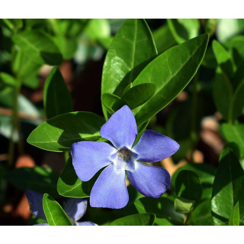 Pack de 4 Plantas de Hierba Doncella. Vinca Major. Cubresuelos. 30 - 40 Cm