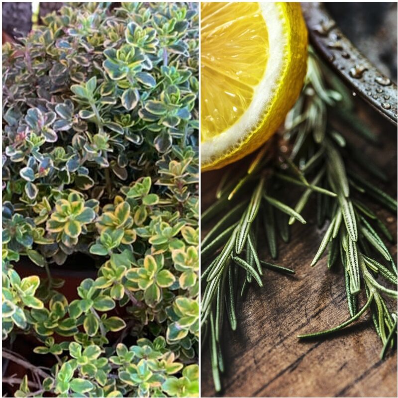 Pack de 5 Plantas de Tomillo Limon Thymus Citriodorus Aureovariegata ...