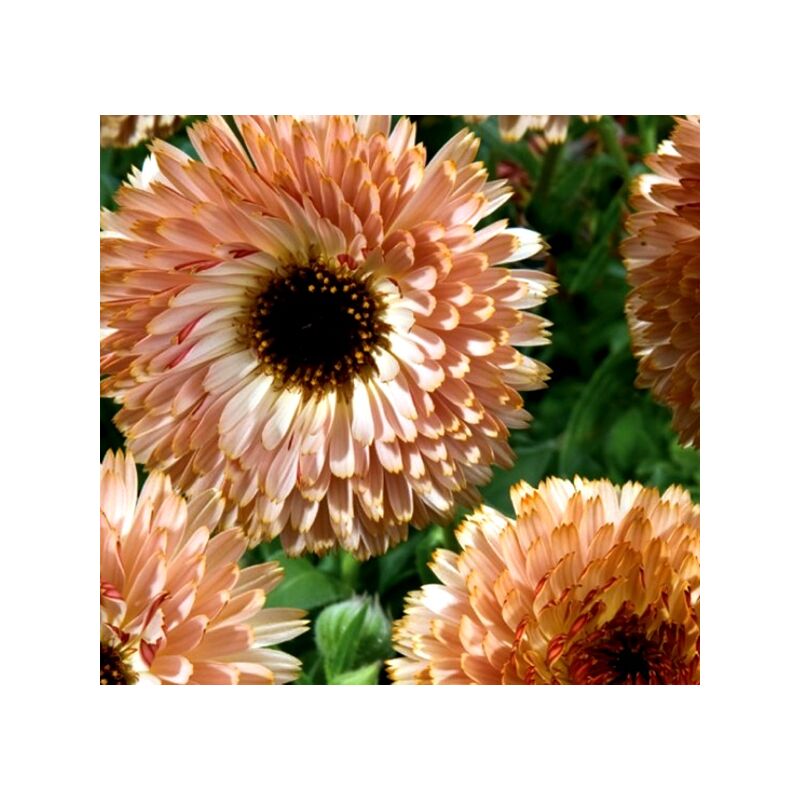 Semillas de Calendula Officinalis Touch OF RED Buff. 10 Gramos