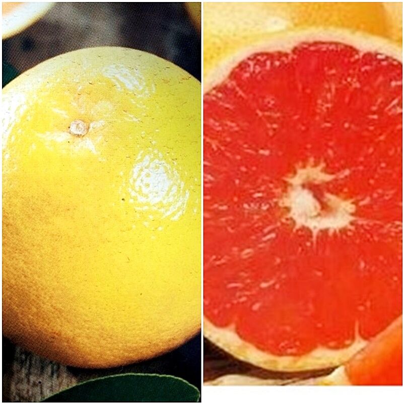 Planta Frutal Pomelo Variedad Star Ruby. 110 Cm
