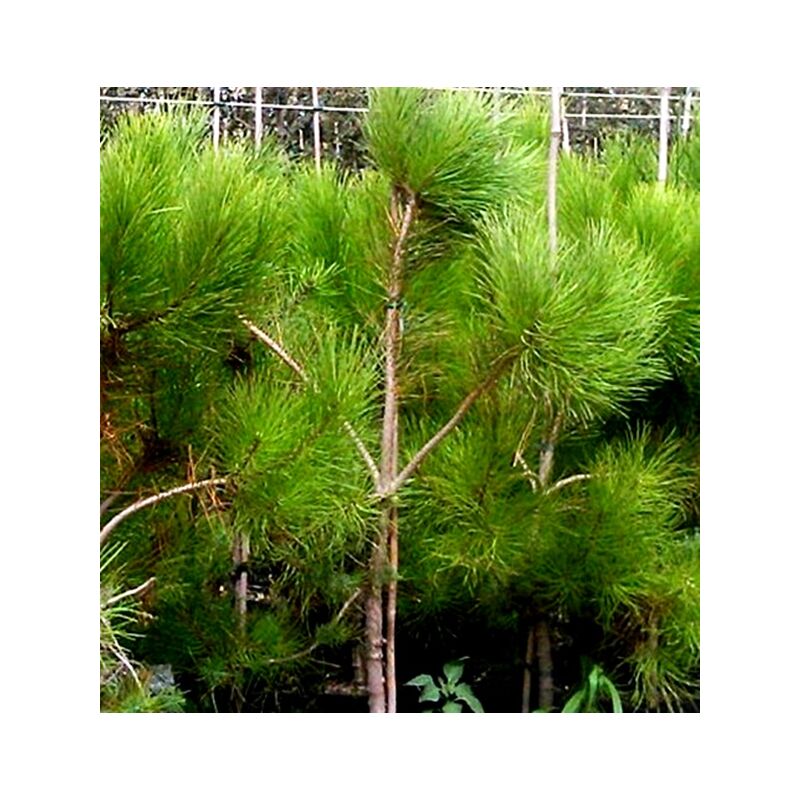 Planta de Pino Pi onero - Pinus Pinea. Altura: 50 - 100 Cm